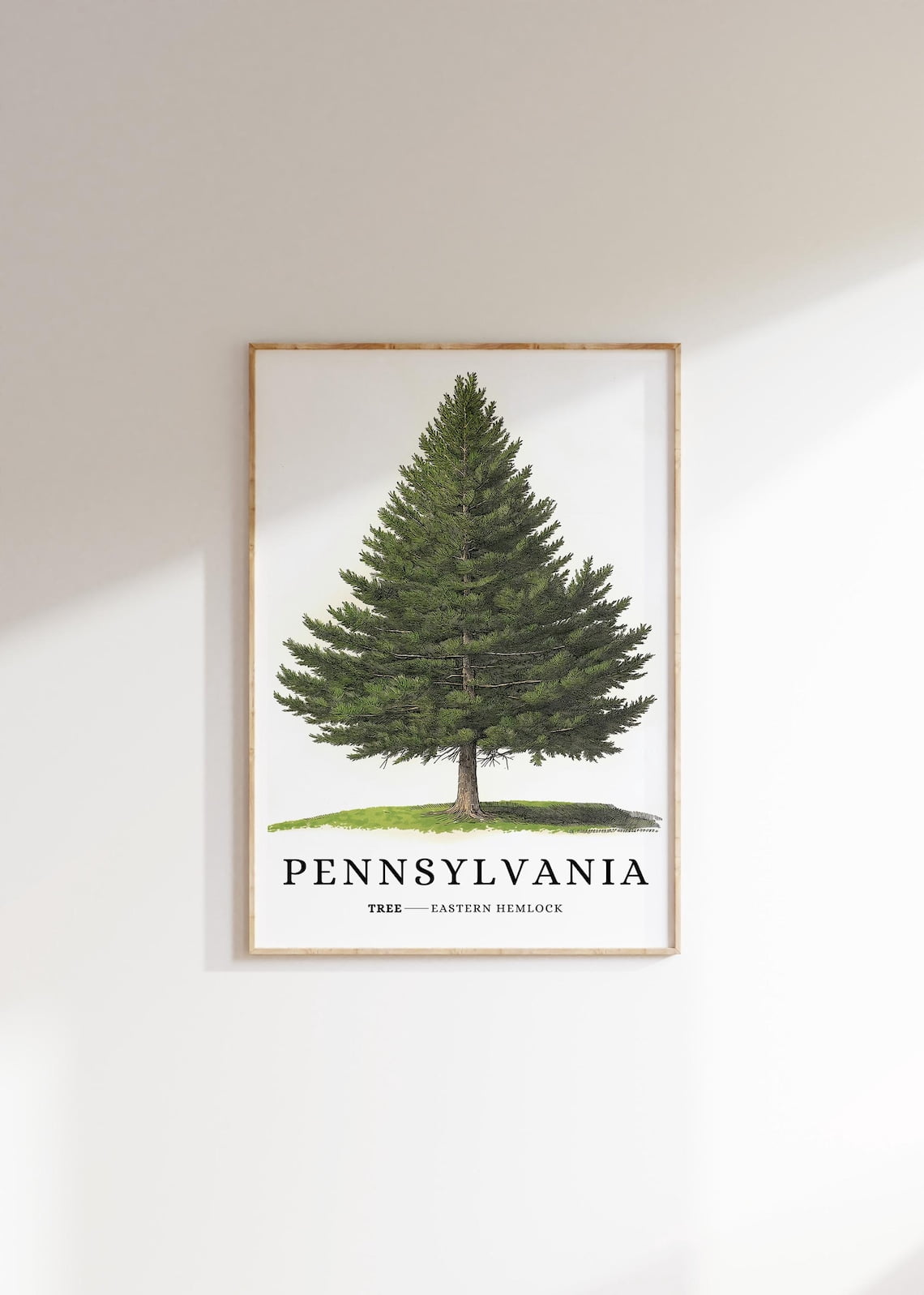 Eastern Hemlock Tree Poster: Pennsylvania State Symbol, Unframed Canvas ...