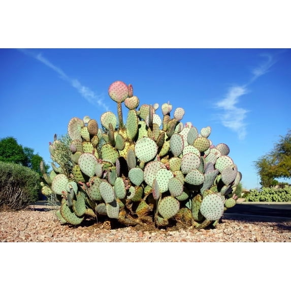 Eastern Prickly Pear Cactus Seeds Grow Exotic Cacti Succulent Seeds to ...