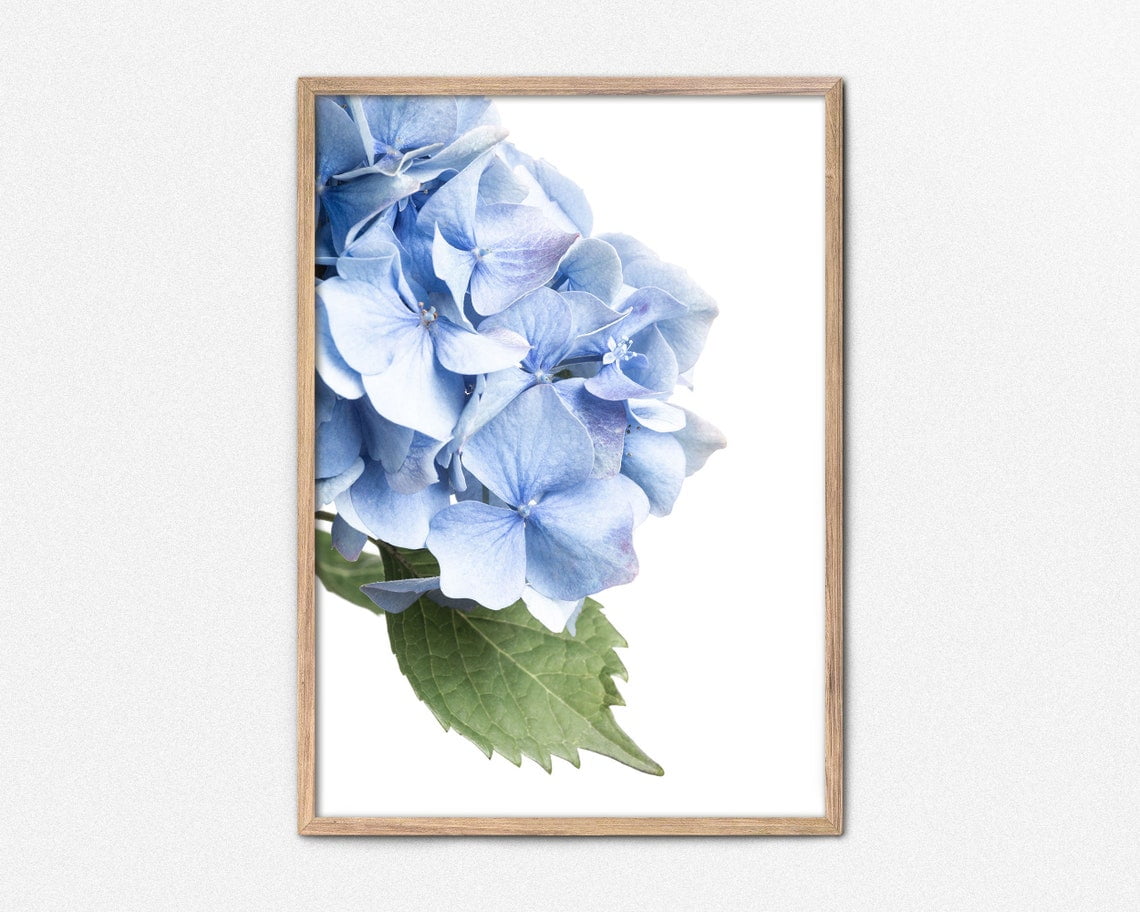 Eastern Print Blue Hydrangea Poster Soft Blue Floral Wall Art Botanical ...