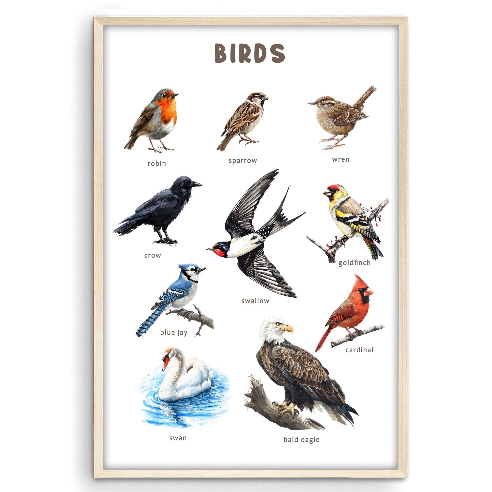 Eastern Print Educational Birds Charts Poster, Toddler Activity Toys ...