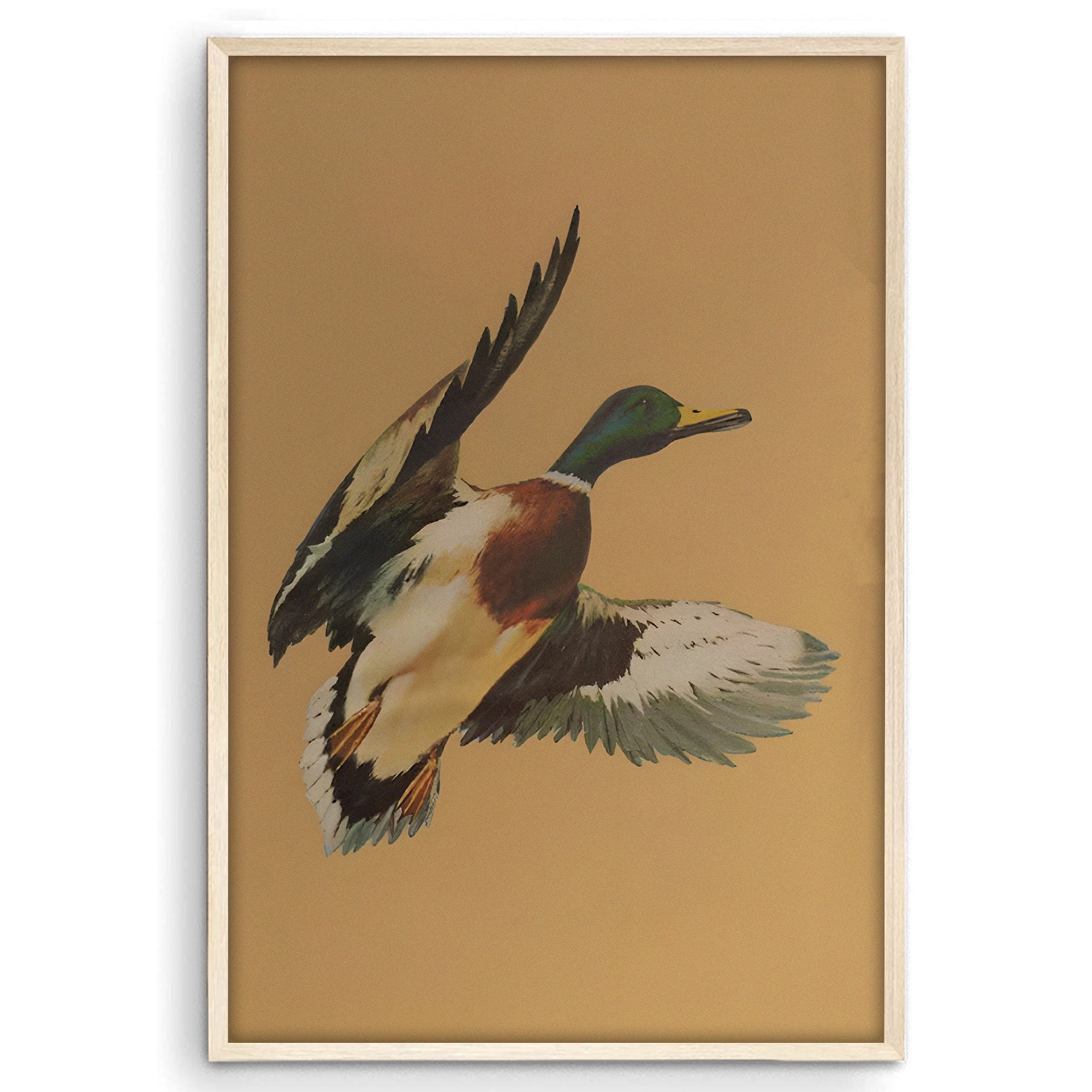 Eastern Print Flying Mallard Poster - Vintage Duck Illustration Wall ...