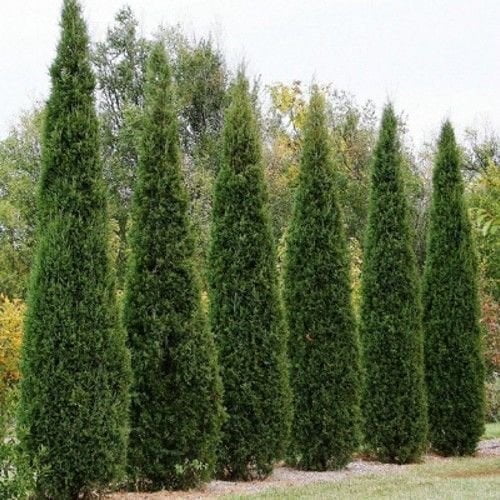 Eastern Red Cedar Tree Seeds (Juniperus virginiana) 25+Seeds - Walmart.com
