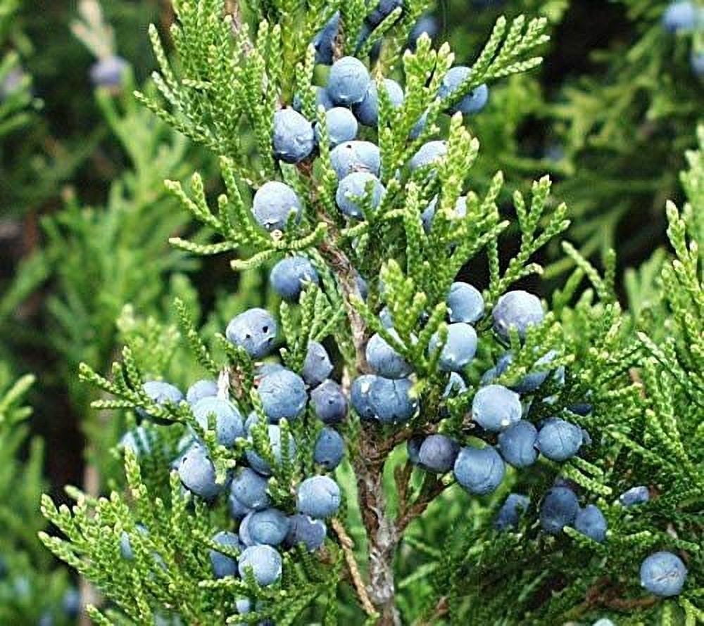 Eastern Red cedar, Juniperus virginiana, Tree Seeds (Hardy Fragrant ...