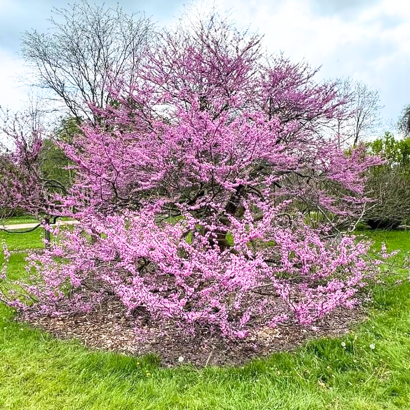 Eastern Redbud Dormant Tree, Hardy Perennial Eastern Redbud Tree Live ...
