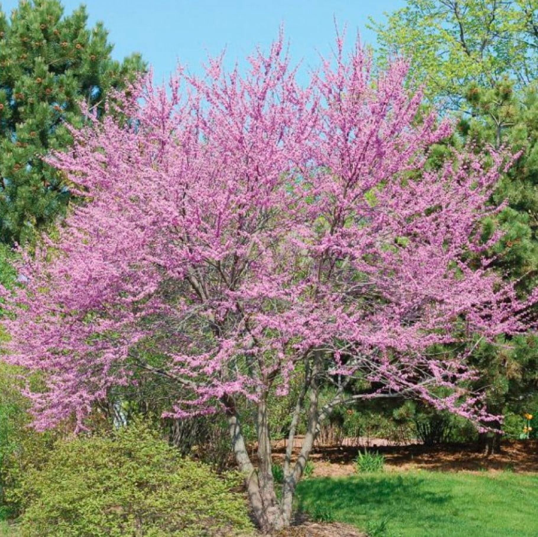Eastern Redbud Tree, Live Plant 6-12" Tall in Quart Pot, Red Bud Tree ...