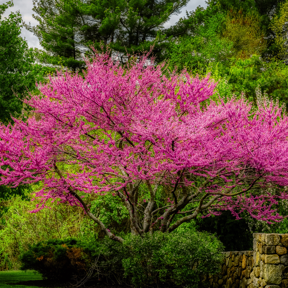 Eastern Redbud Tree Live Plant, Flowering Ornamental Plants, 8 to10 ...
