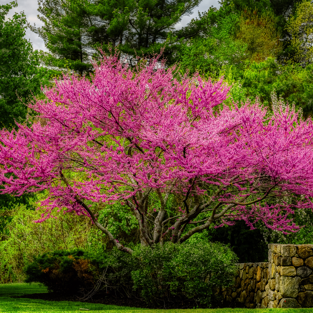 Eastern Redbud Tree Live Plant, Well-Rooted Dormant Tree with Pink ...