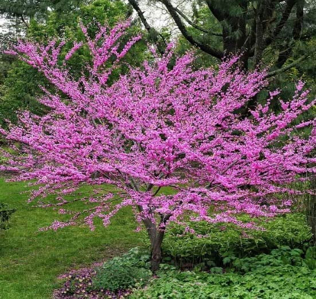 Eastern Redbud Tree Seedlings for Planting - Amazing Pink Spring ...