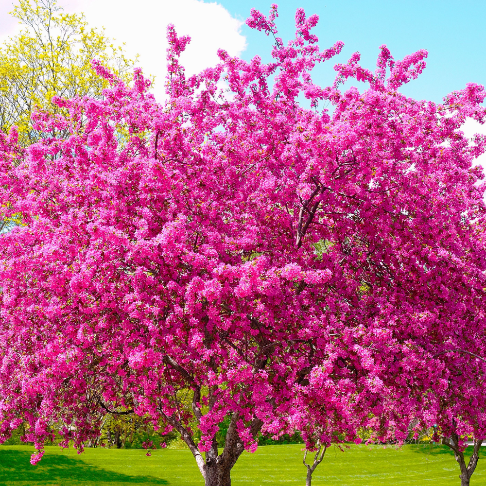 Eastern Redbud Tree, Vibrant Flowering Plant for Garden and Yard ...