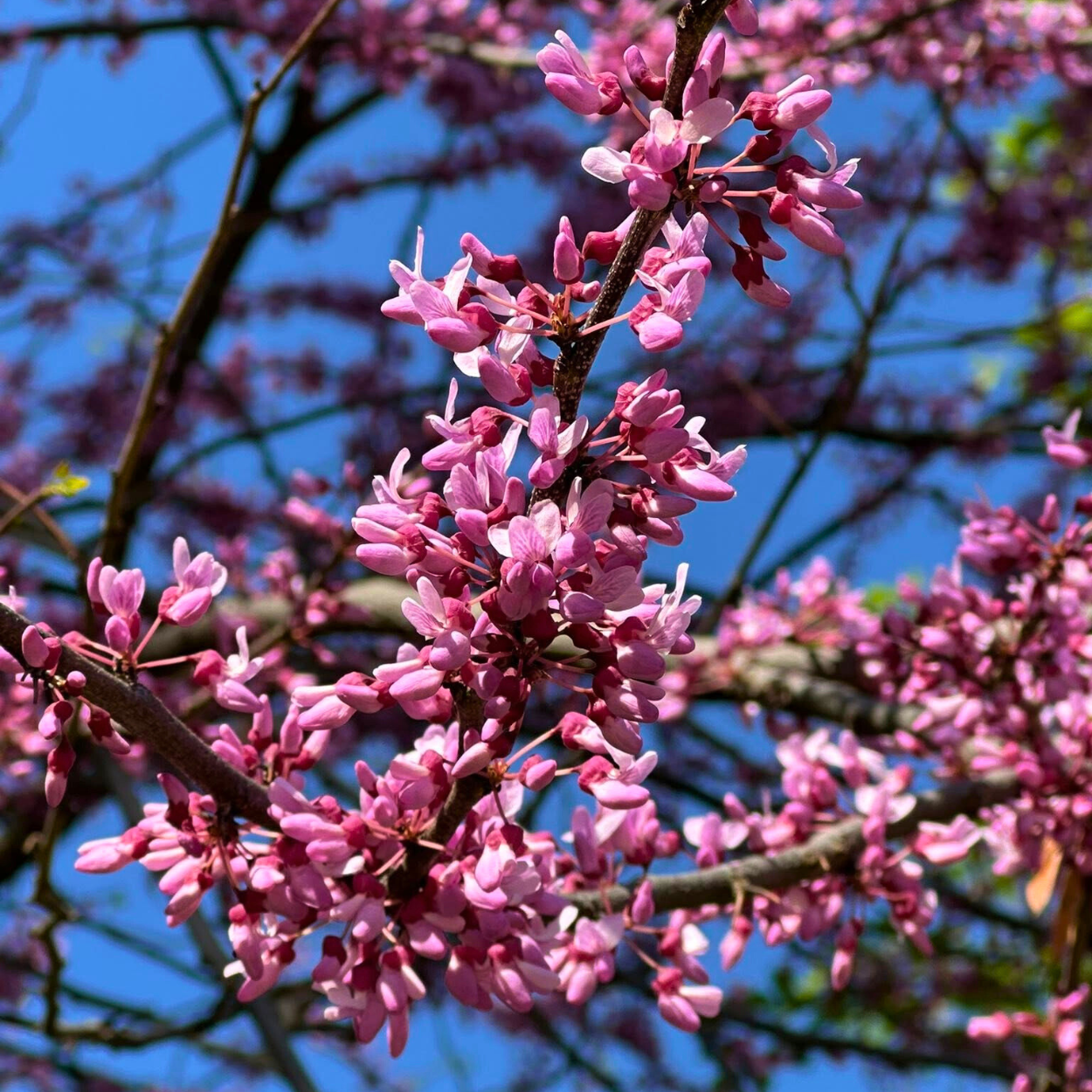 Eastern Redbud Trees Live Plants in Quart Pot 8–10 inch Tall, Fragrant ...