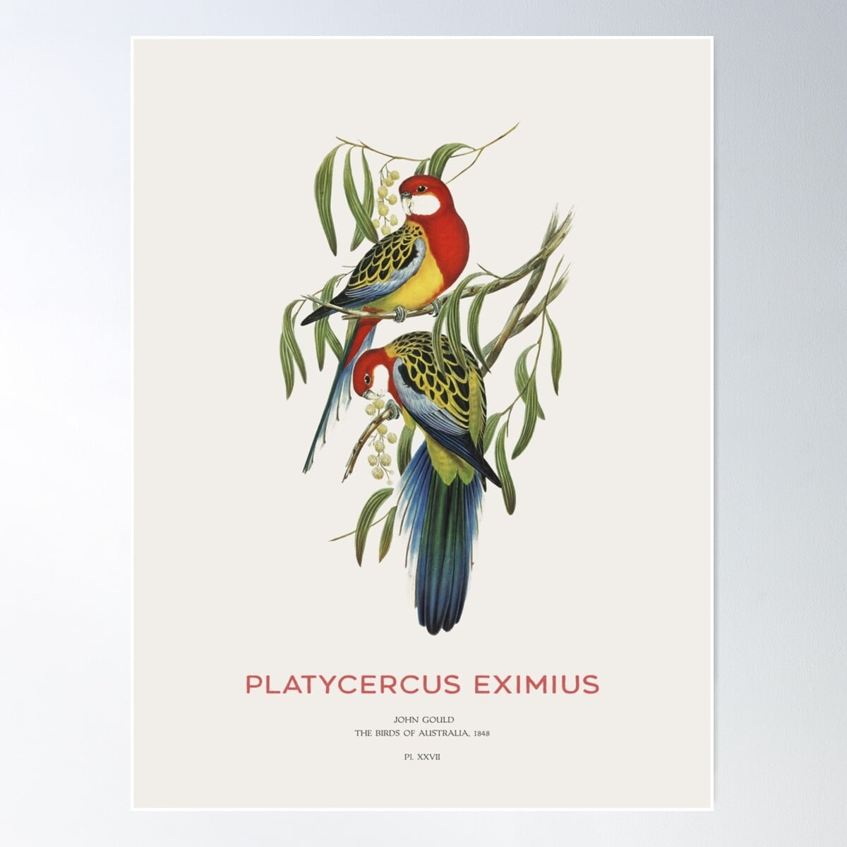 Eastern Rosella - Platycercus Eximius Poster Wall Art, Modern Wall ...