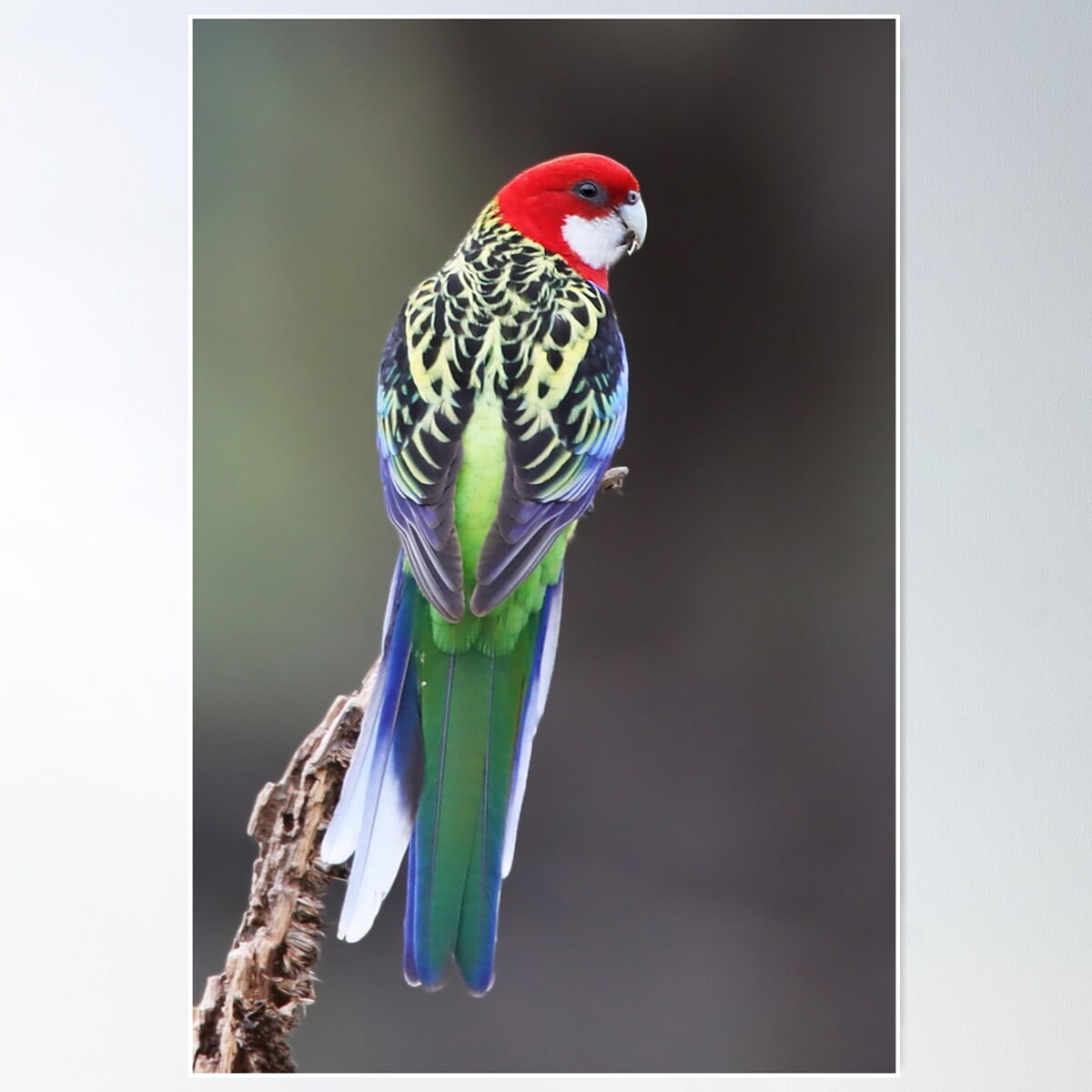 Eastern Rosella Poster Wall Art, Modern Wall Decor For Living Room ...
