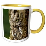 3drose, Eastern Screech Owl (gray Phase) Otus Asio, Michigan - Us23 ...