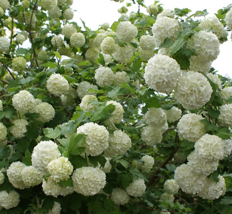 "New Life Nursery, Eastern Snowball Viburnum, Live Deciduous Shrub, 2.5 ...