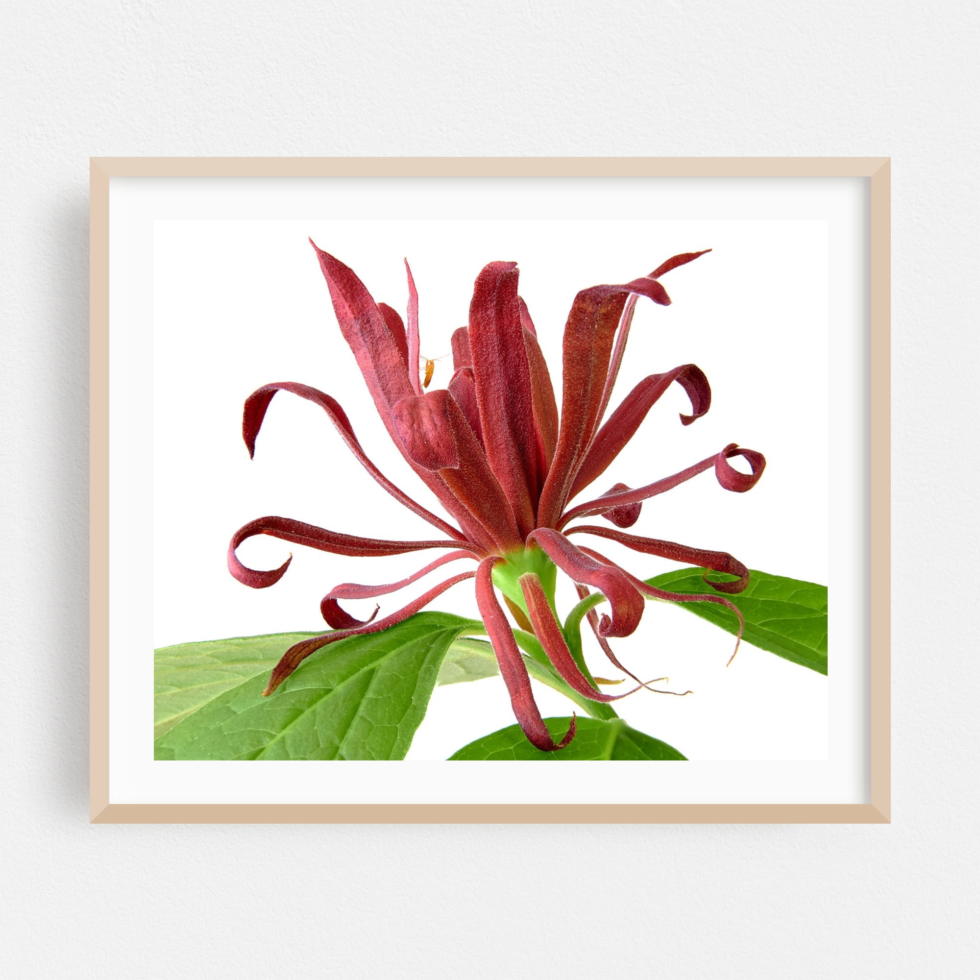 Eastern Sweetshrub - Photography Flowers Botanical Floral Nature Garden ...