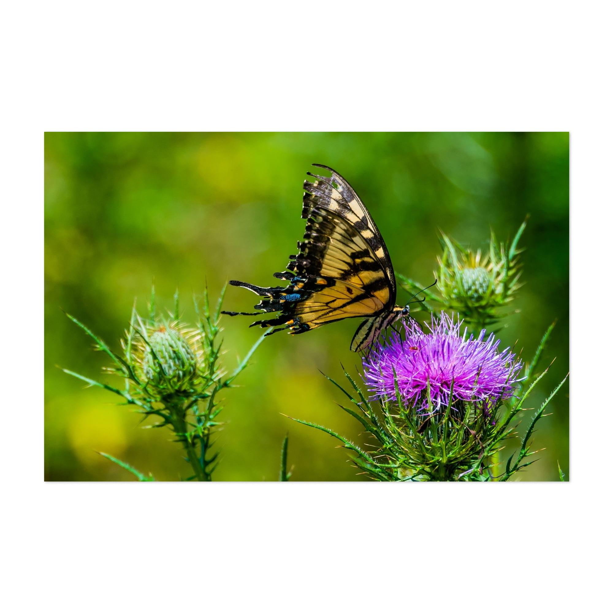 Eastern Tiger Swallowtail Butterfly on Wild Thistle - York Pennsylvania ...