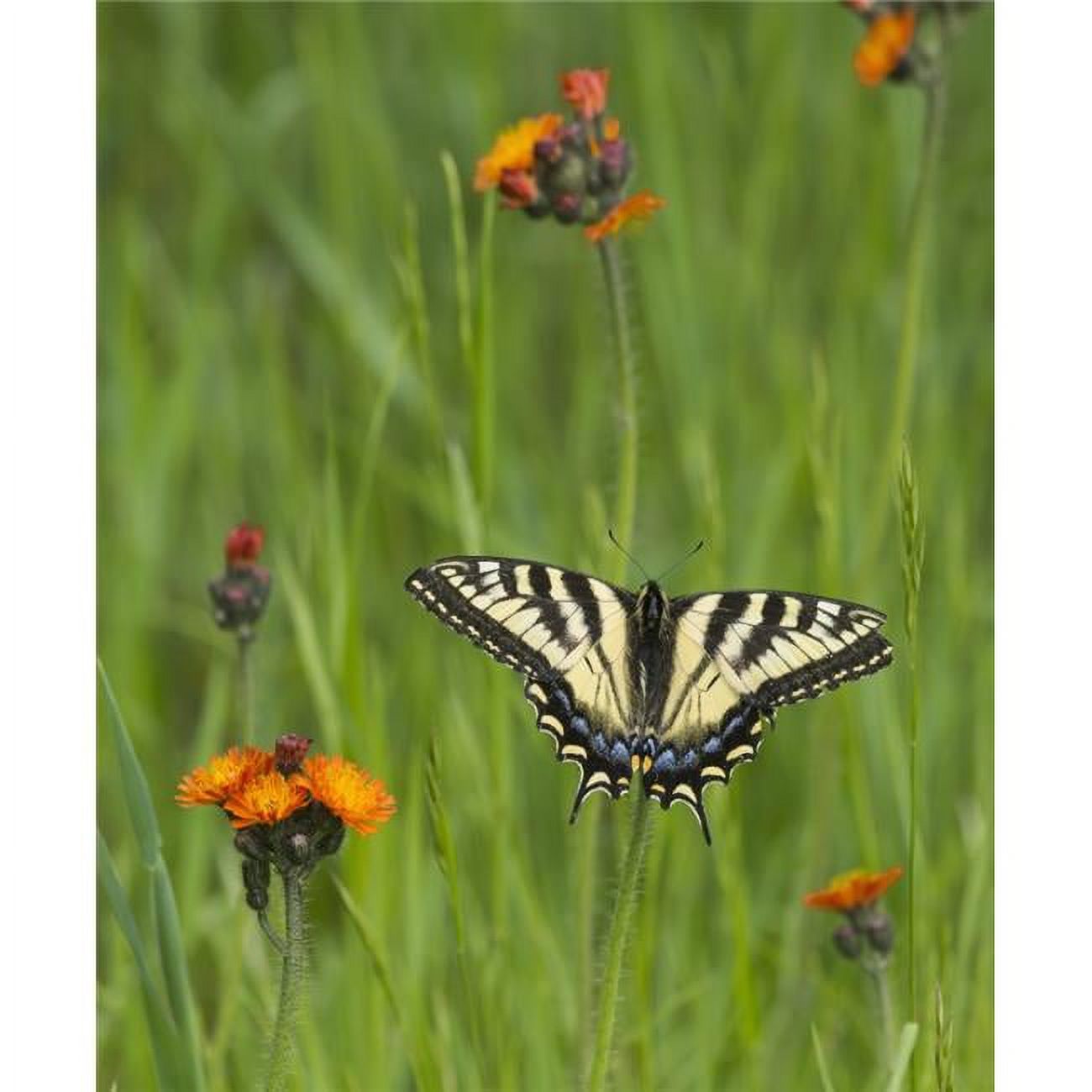 Eastern Tiger Swallowtail Papilio Glaucus Butterfly Resting on Flowers ...