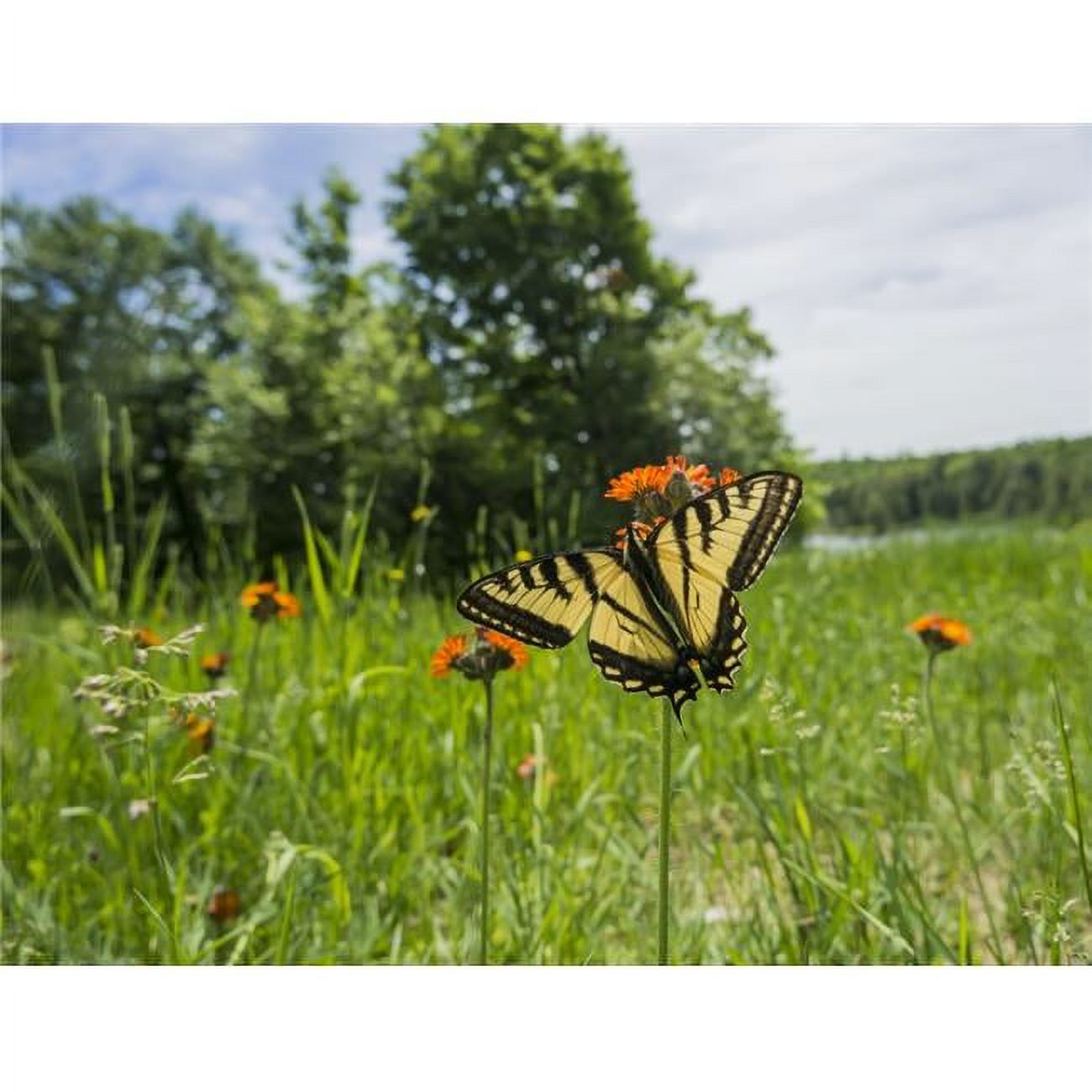 Eastern Tiger Swallowtail Papilio Glaucus Butterfly Resting on Flowers ...