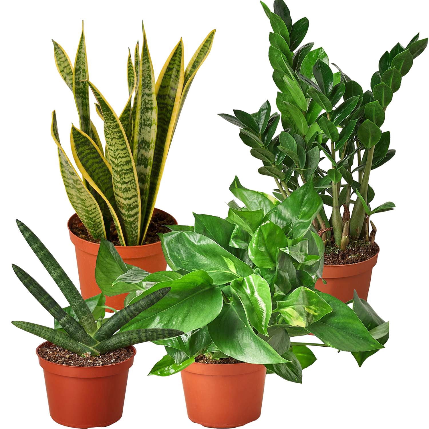Easy Care Live Plants for Indoor | Different Houseplants in Multiple ...