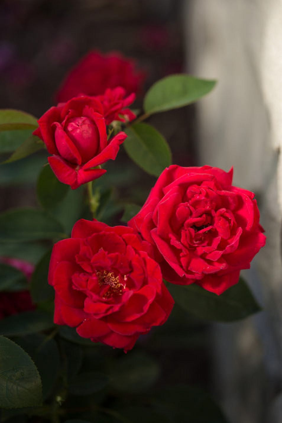 Easy Elegance 2G Rose Kashmir Live Shrubs Full Sun Dark Red - Walmart.com
