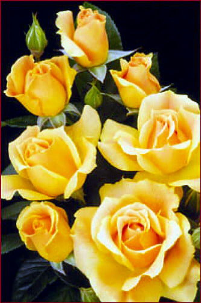 Easy Going Rose Bush - 4" Pot - Creamy Yellow, Ruffled Blooms - Walmart.com