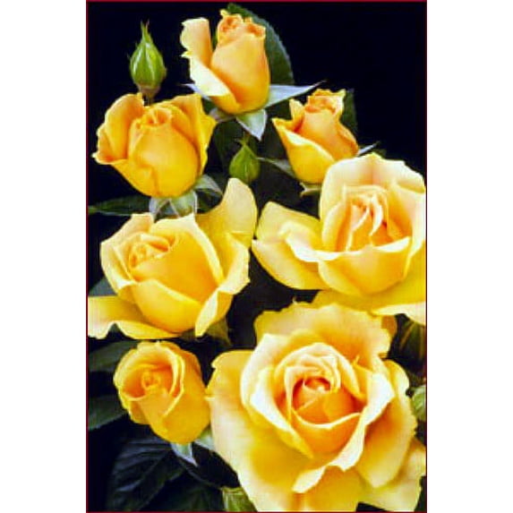 Easy Going Rose Bush - 4" Pot - Creamy Yellow, Ruffled Blooms - Walmart.com