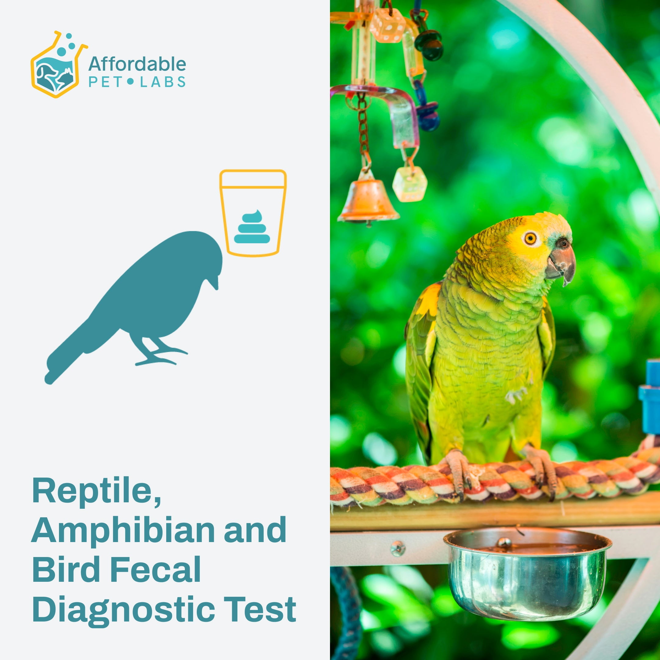 Easy Home Kit: Affordable Pet Labs Reptile, Amphibian and Bird Fecal ...