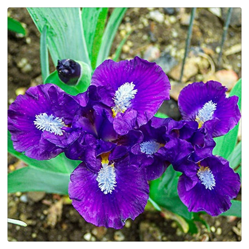 Easy Planting Bloom IRIS for sale Roots - Walmart.com