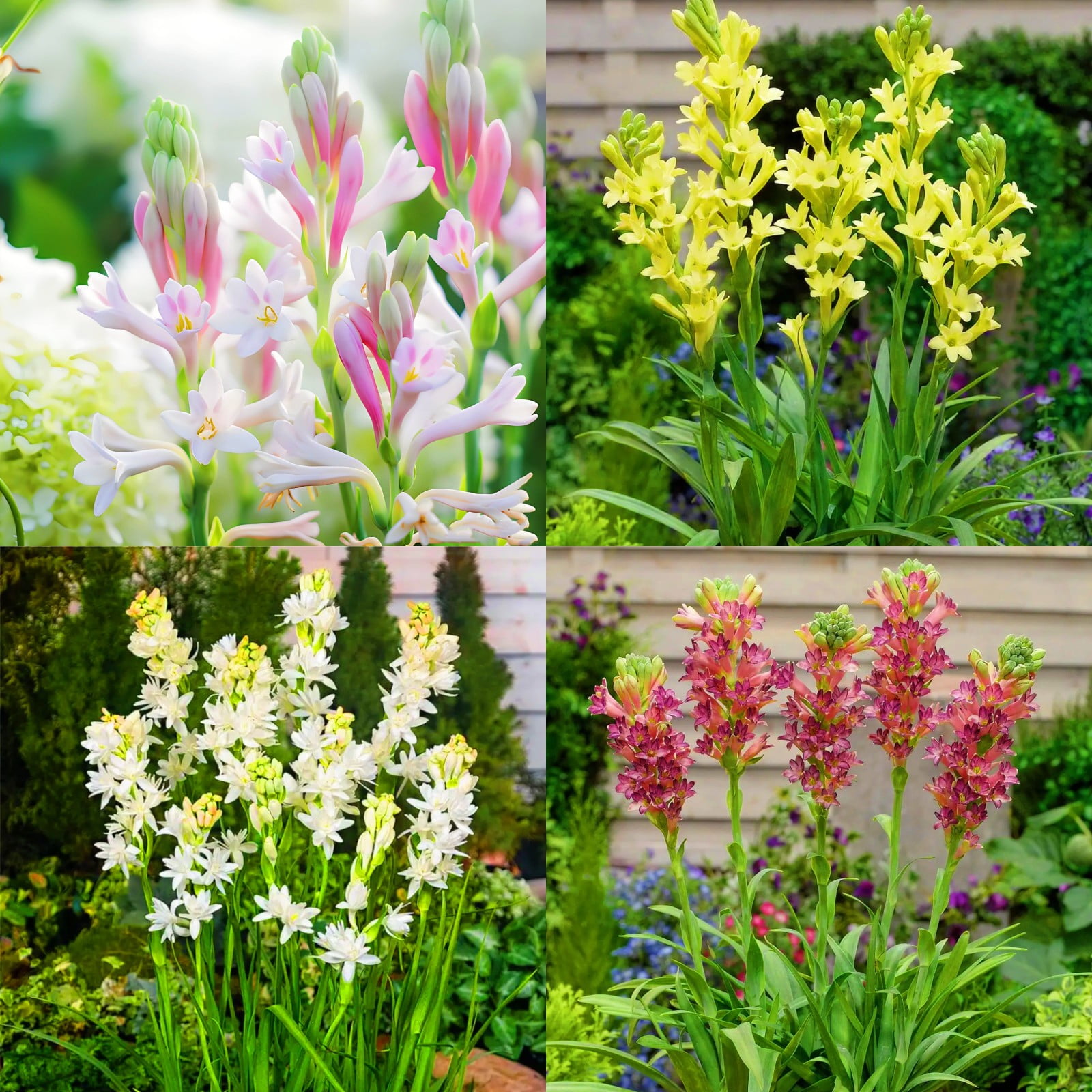 Easy To Maintain And Manage, Suitable For Novice Gardeners Tuberose ...