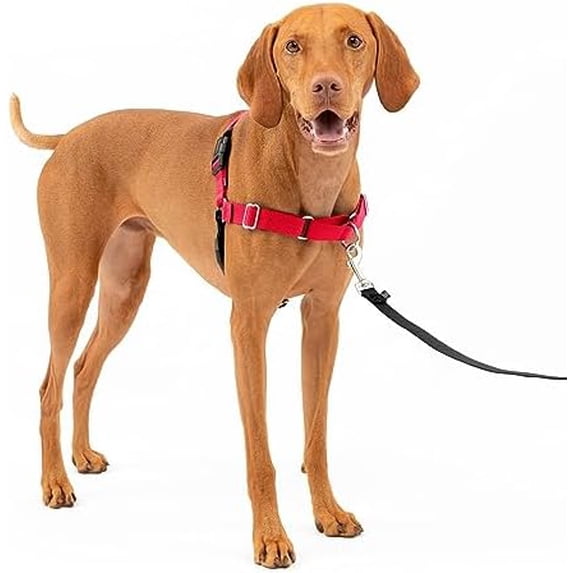Easy Walk Harness for Dogs - Pull-Free Walks - Patented Martingale Loop ...