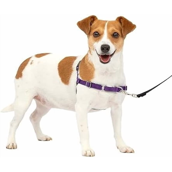 Easy Walk Harness for Dogs - Pull-Free Walks - Patented Martingale Loop ...