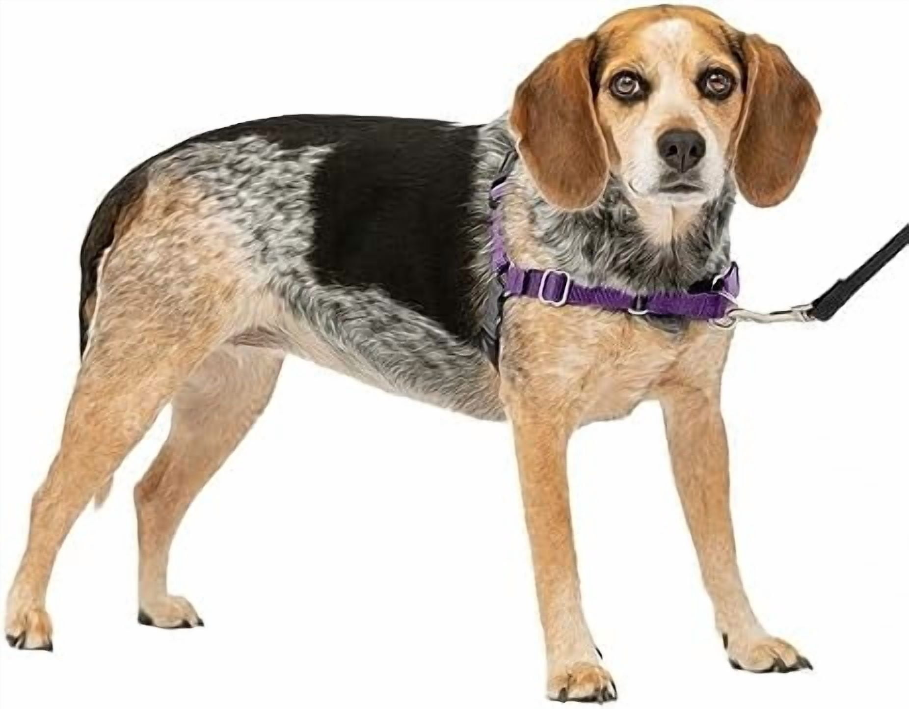 Easy Walk Harness for Dogs - Pull-Free Walks - Patented Martingale Loop ...