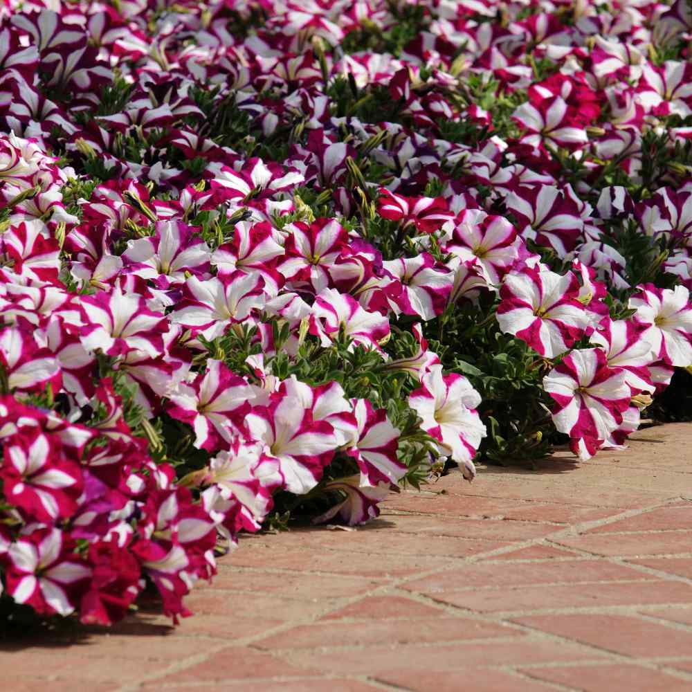 Easy Wave Spreading Petunia x Hybrida Burgundy Star Flower Seeds - 30 ...