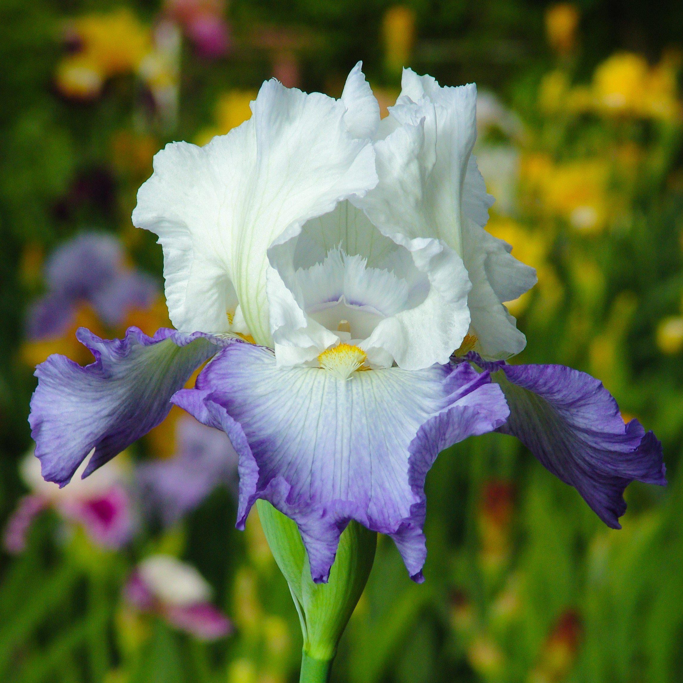 Easy to Grow Bearded Iris Clarence 3 Bulbs, Flowers Spring & Fall Zones ...