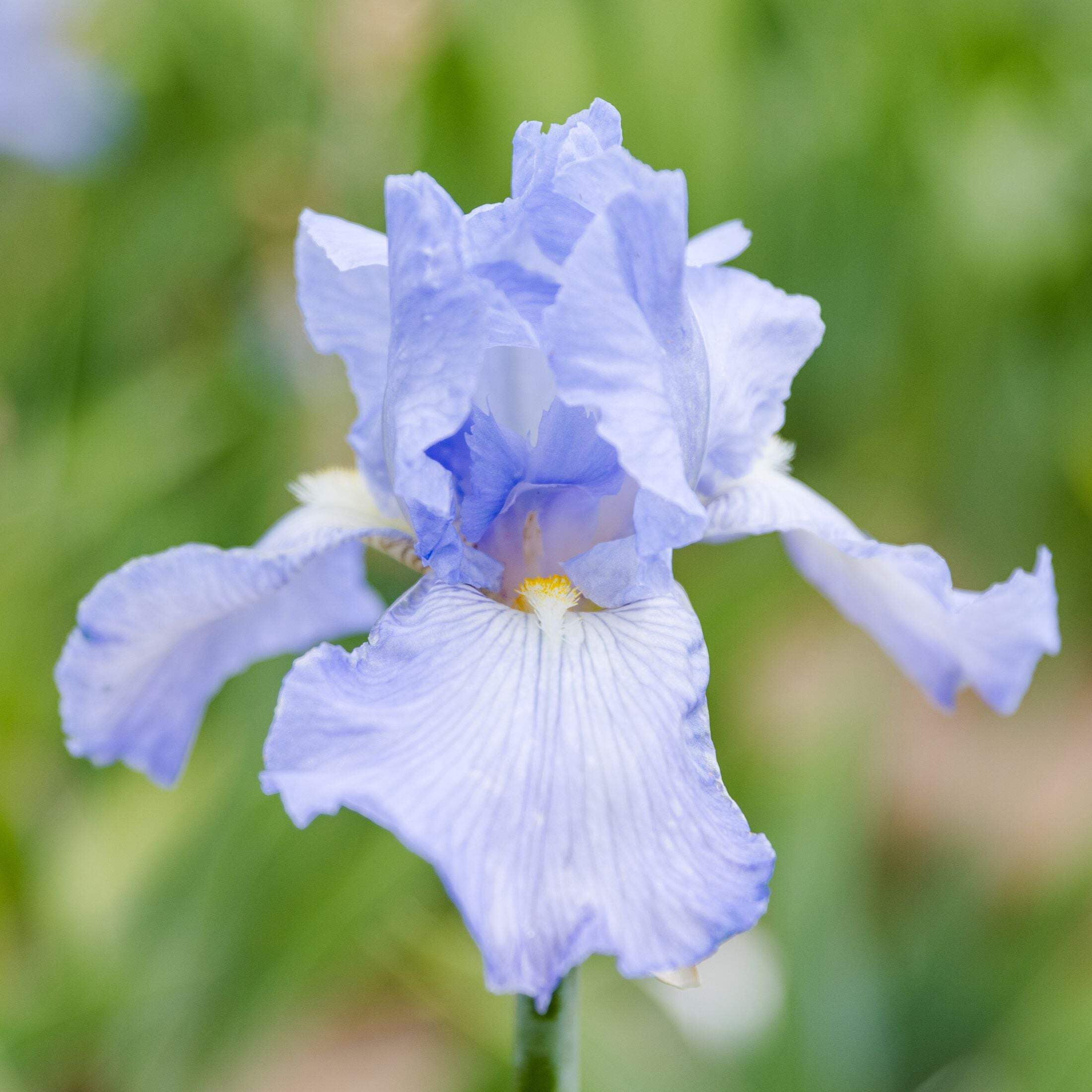 Easy to Grow Bearded Iris Cloud Ballet 3 Bulbs, Flowers Spring & Fall ...