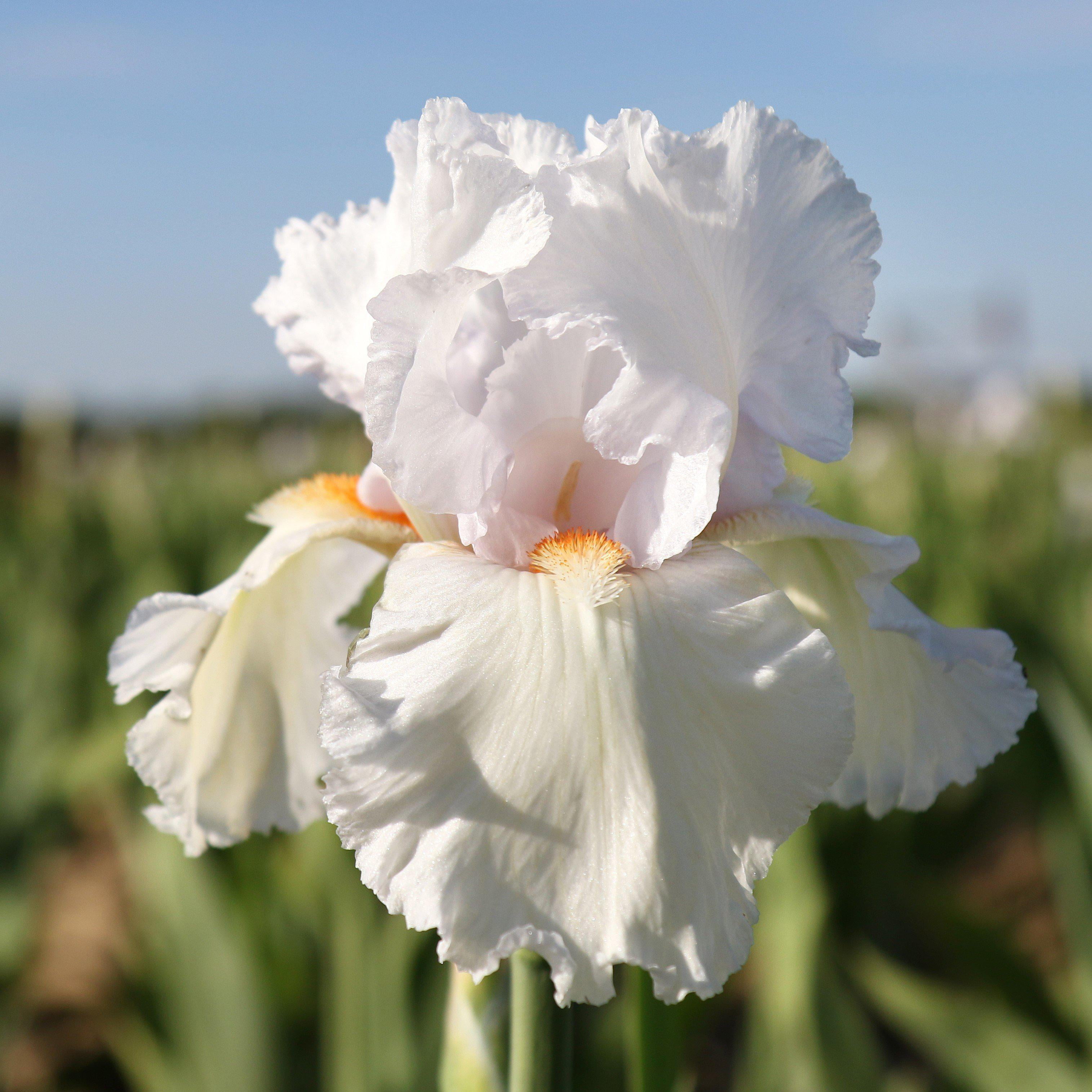 Easy to Grow 3 Bearded Iris Eternal Bliss Rhizomes, Reblooming Flowers ...