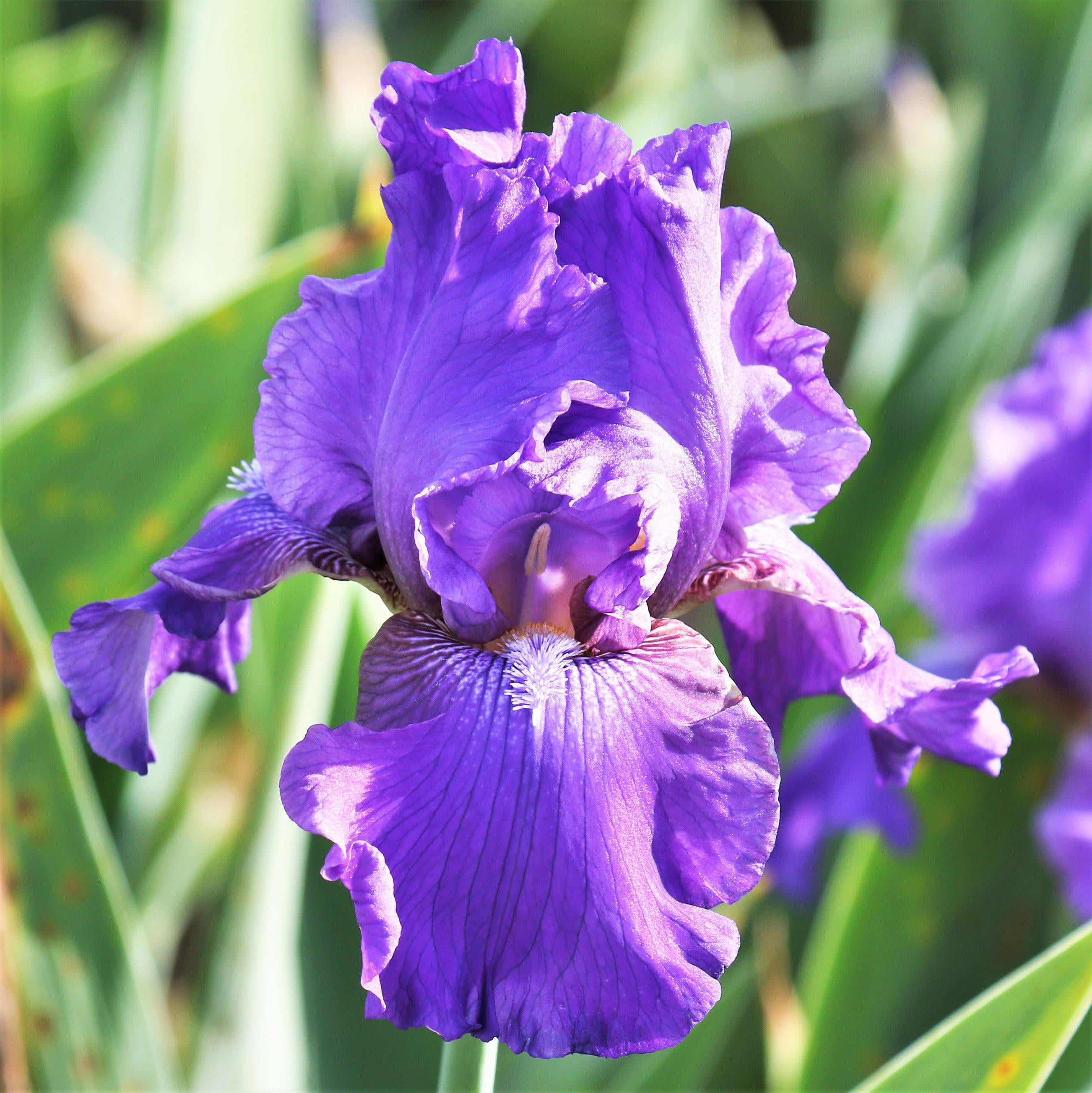 Easy to Grow 3 Bearded Iris His Royal Highness Rhizomes, Reblooming ...