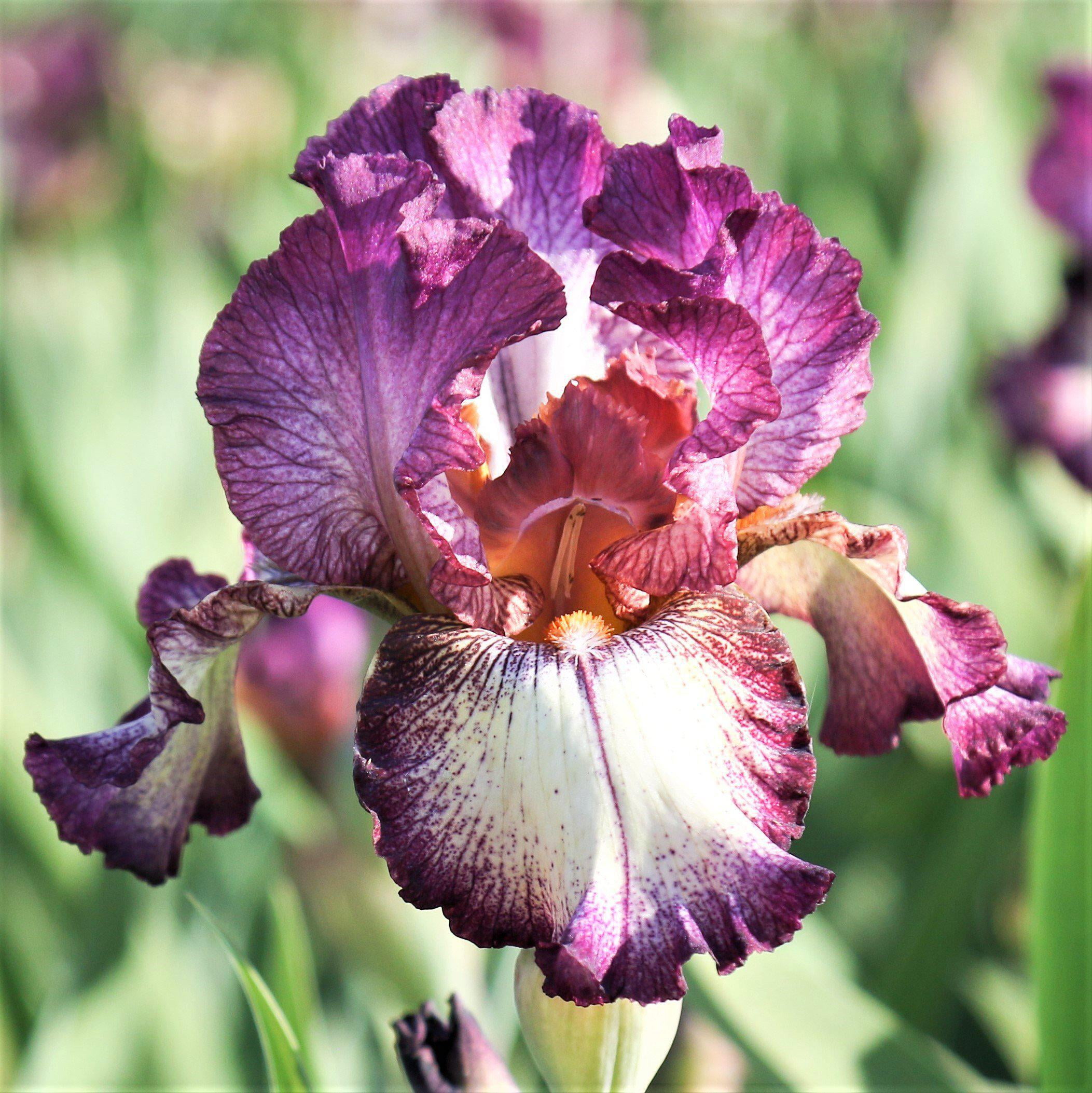 Easy to Grow Bearded Iris Innocent Star Rhizomes, Reblooming Flowers ...