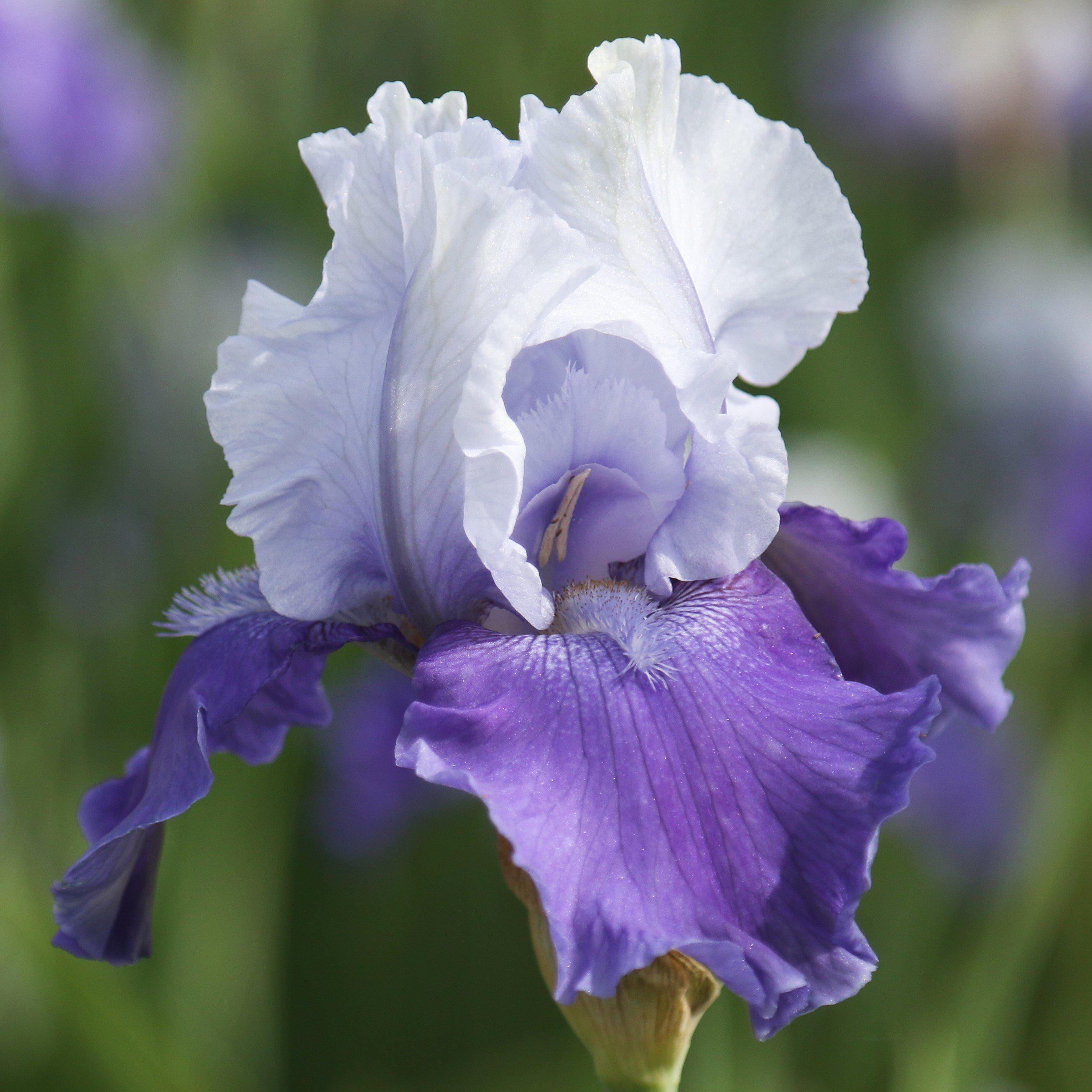 Easy to Grow 3 Bearded Iris Mariposa Skies Rhizomes, Reblooming Flowers ...
