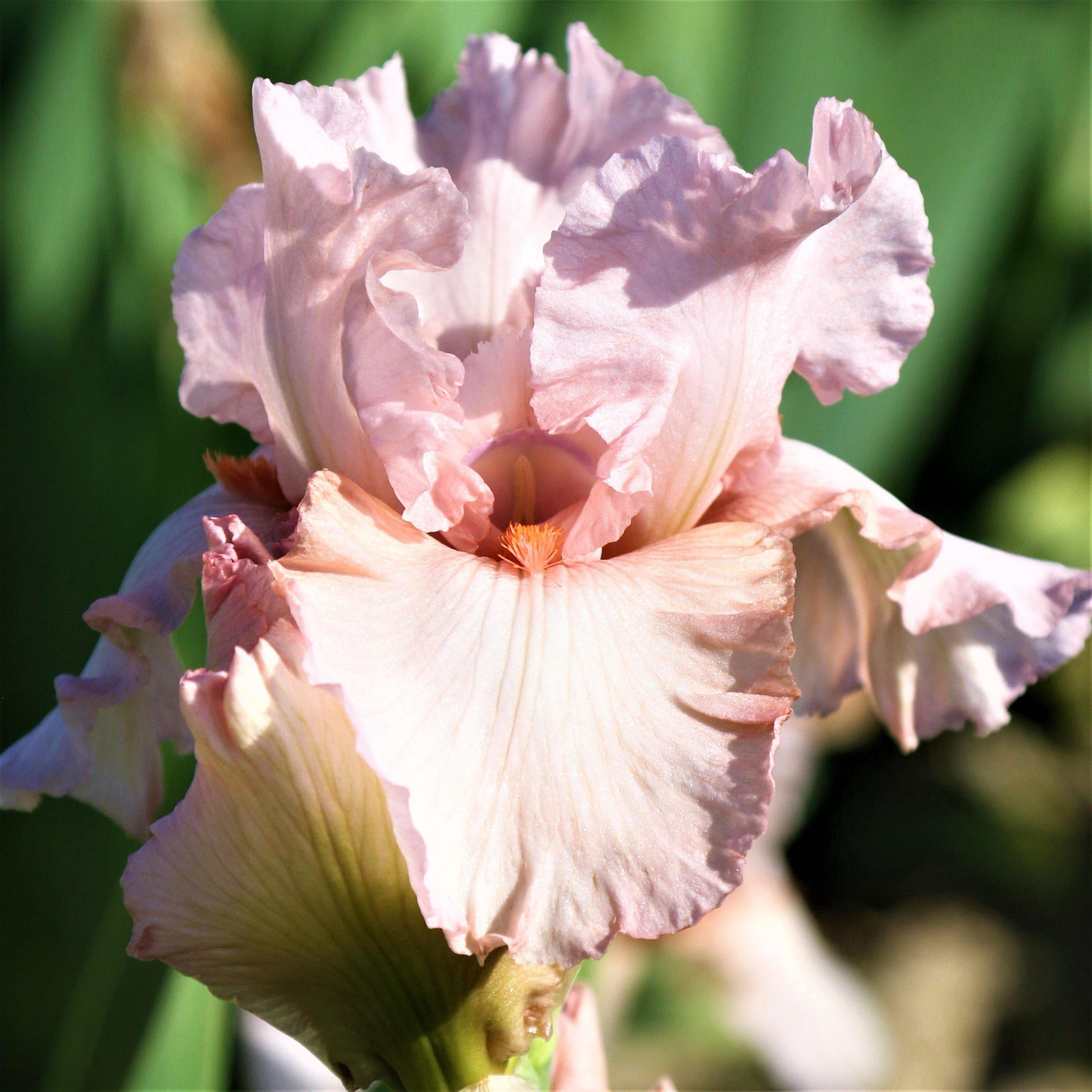 Easy to Grow Bearded Iris Pink Attraction 3 Bulbs, Flowers Spring ...