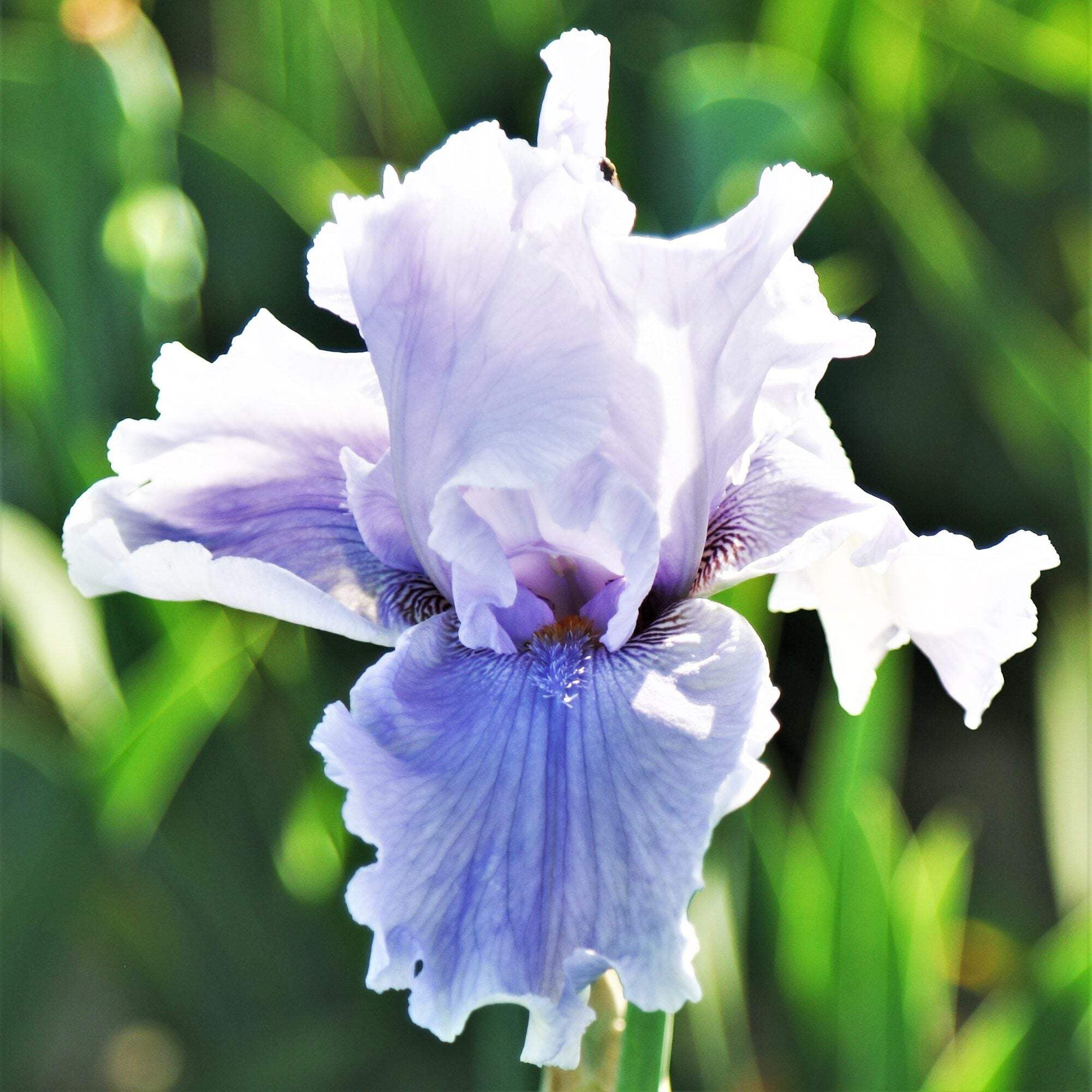 Easy to Grow 3 Bearded Iris Rio Vista Rhizomes, Reblooming Flowers in ...
