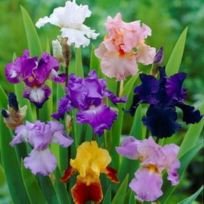 Explore Iris Flower Bulbs for Garden Decoration and Planting