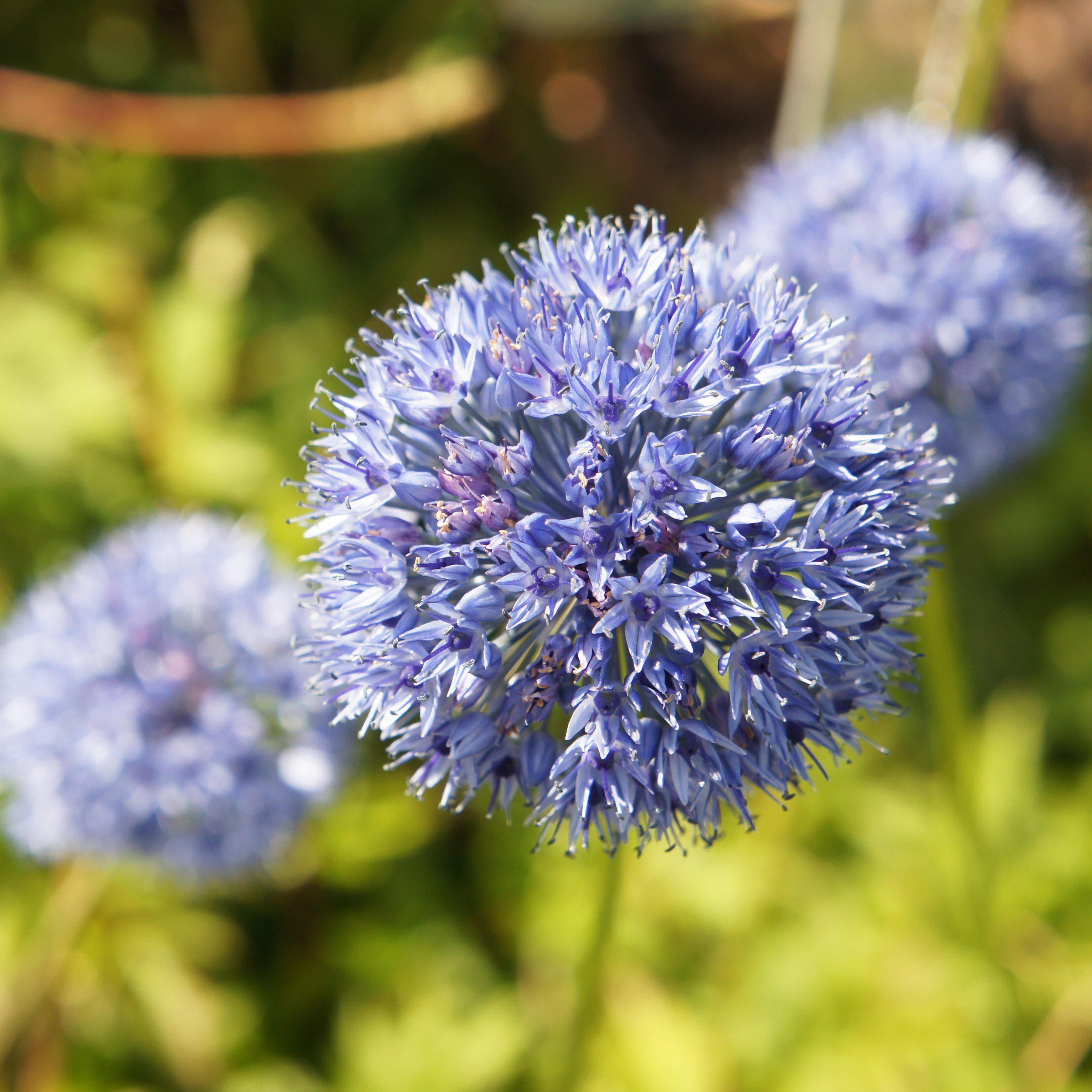 Easy to Grow Allium Blue of the Heavens 20 Plant Bulbs, Flowers in ...