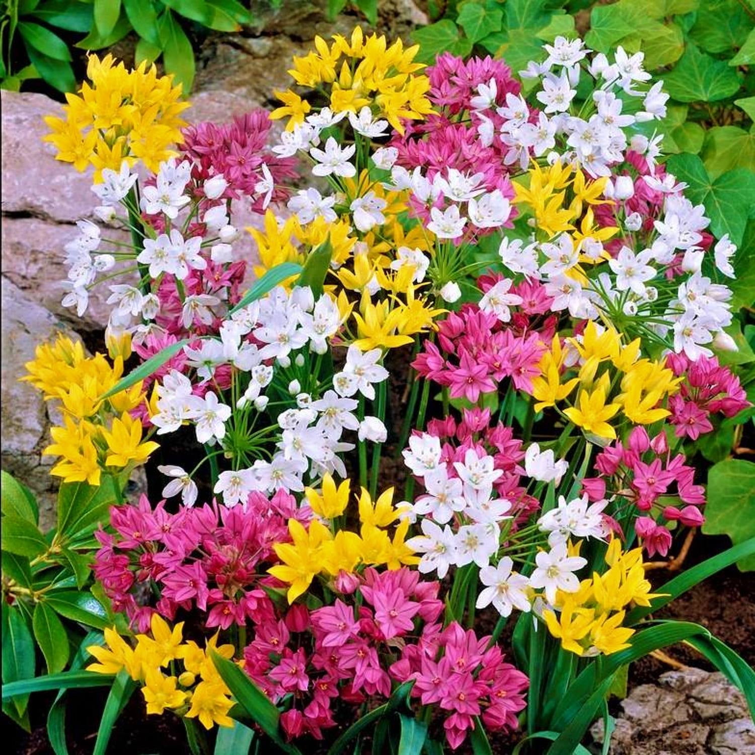 Easy to Grow Allium Playful Party Mix 60 Plant Bulbs, Spring to Summer ...