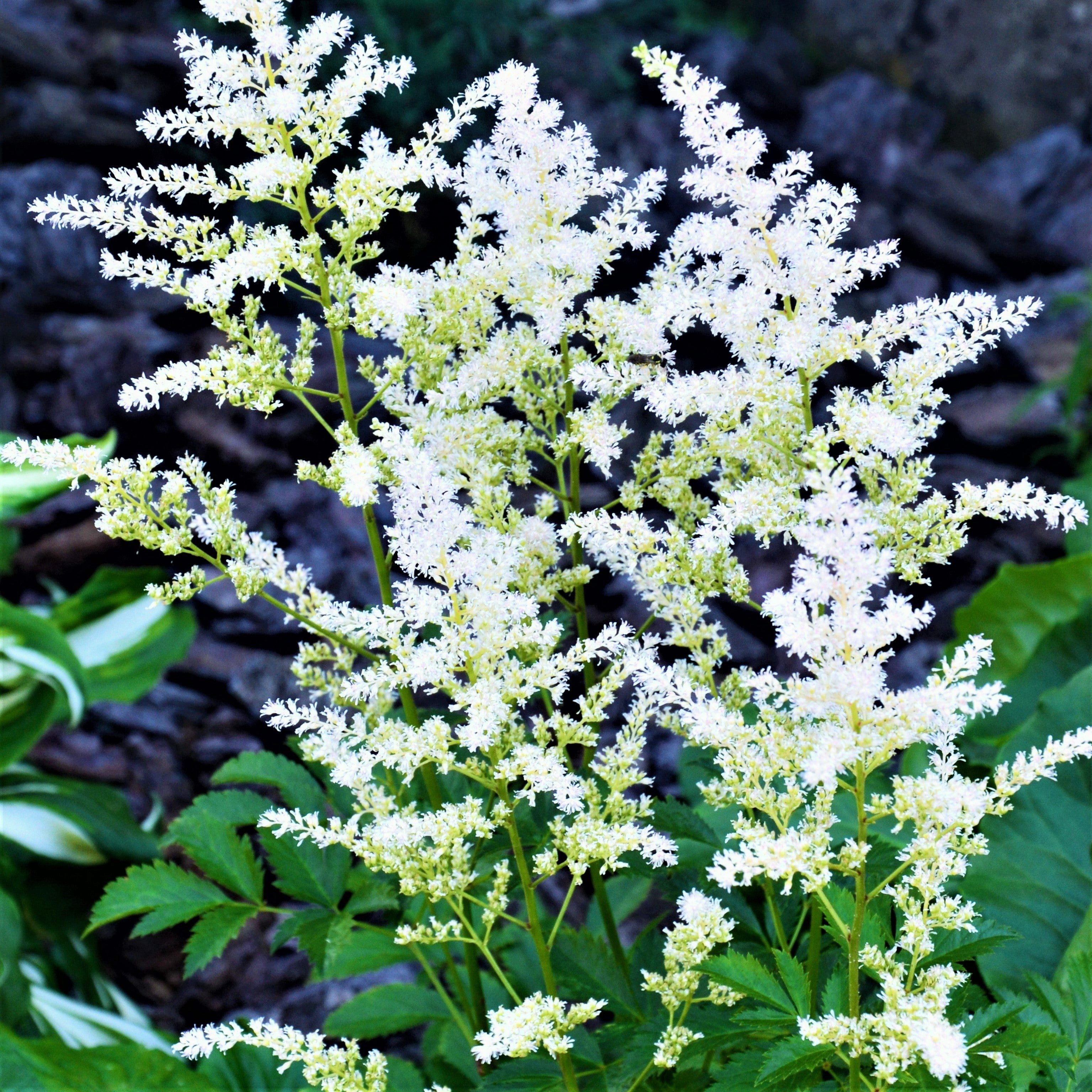Easy to Grow Astilbe Bridal Veil 1 Plant Root, White Flowers Summer ...