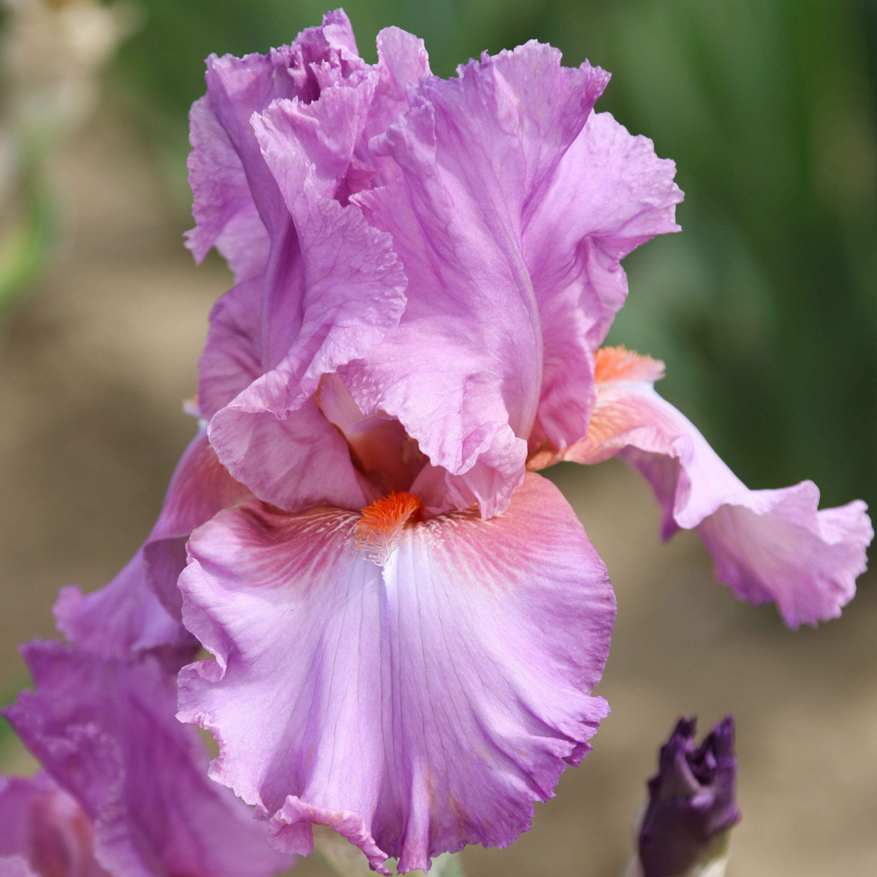 Easy to Grow Bearded Iris Persian Berry 9 Bulbs, Flowers Spring & Fall ...