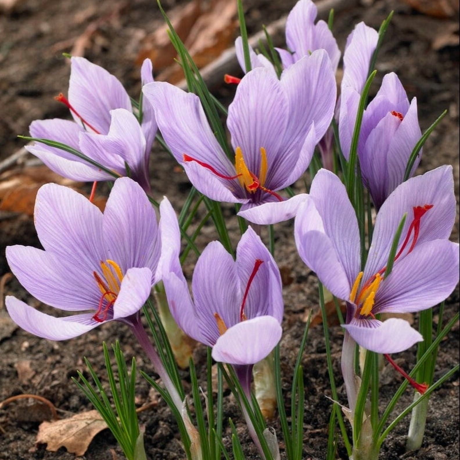 Easy to Grow Crocus Saffron 60 Plant Bulbs, Fall Flowers Zones 6-9 ...