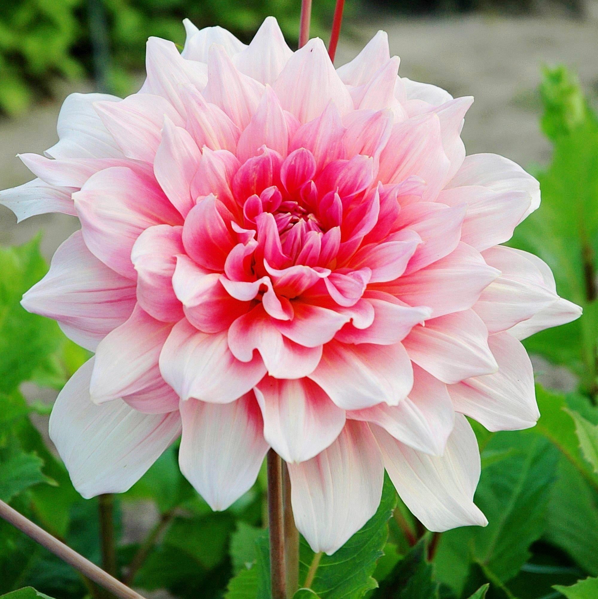 Easy to Grow Dahlia Otto's Thrill 3 Tuber Clumps, Pink Blooms Summer ...