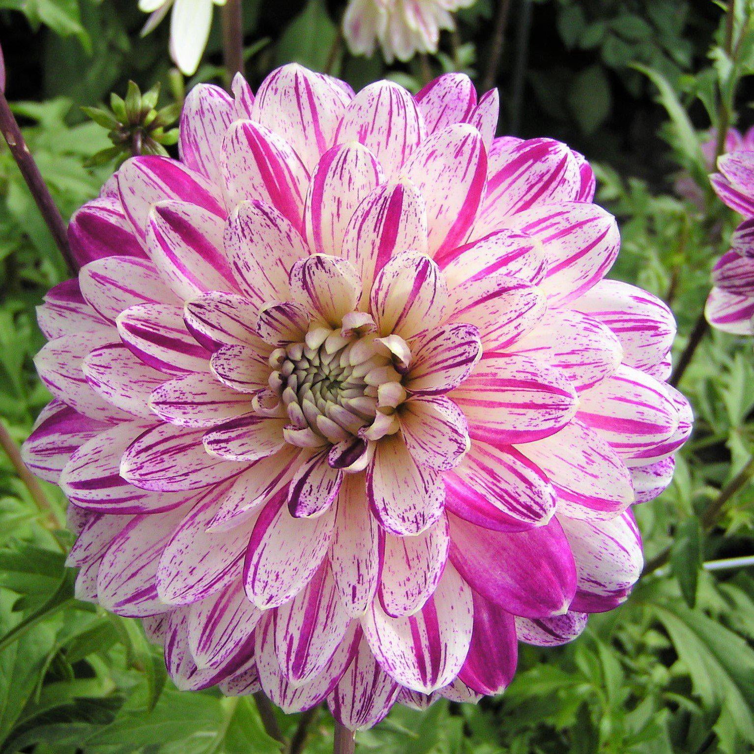 Easy to Grow Dahlia Smokey 3 Tuber Clumps, Magenta & White Blooms ...