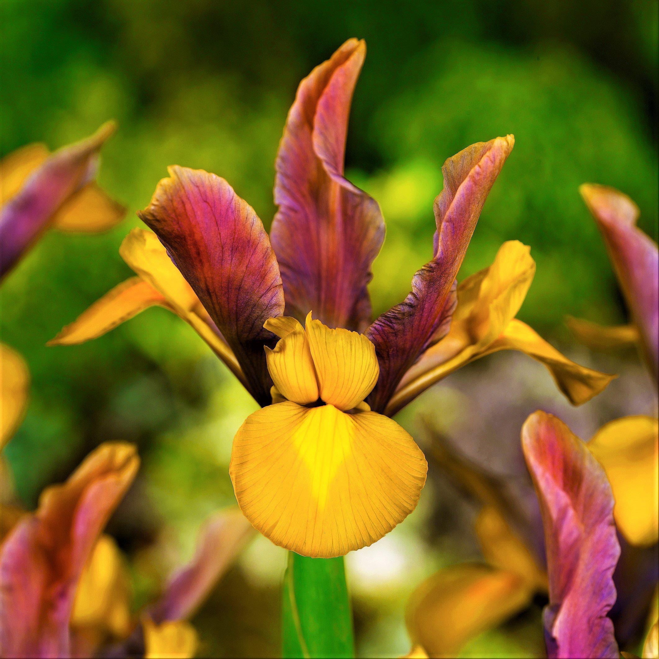 Easy to Grow Dutch Iris Bronze Beauty 20 Plant Bulbs, Spring Summer ...